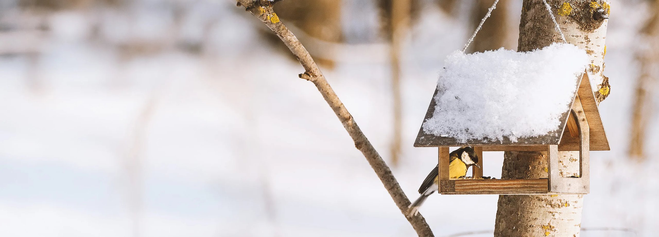 Vögel füttern im Winter | Tipps & Ideen | BAUHAUS Schweiz