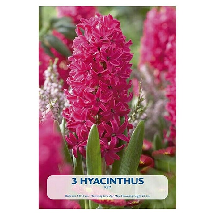 Lukovice proljetnog cvijeća Zumbul Red (Crvena, Botanički opis ...