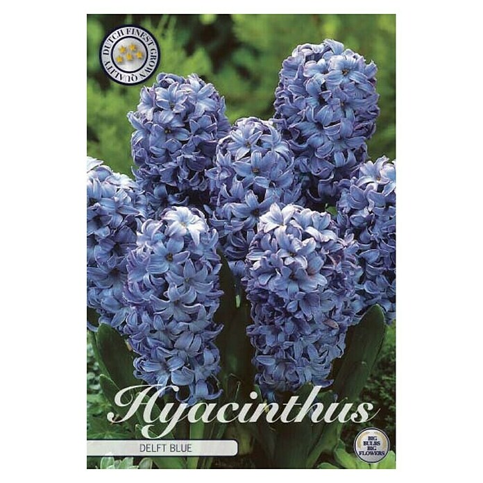 Lukovice proljetnog cvijeća Zumbul Orientalis Delft Blue (Plava ...