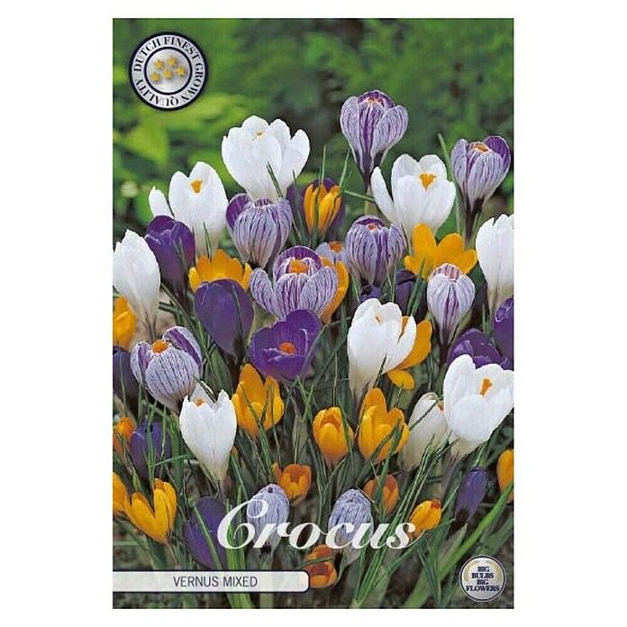 Lukovice proljetnog cvijeća Crocus vernus (Miješana boja, Botanički opis: Crocus, Broj cvjetnih ...