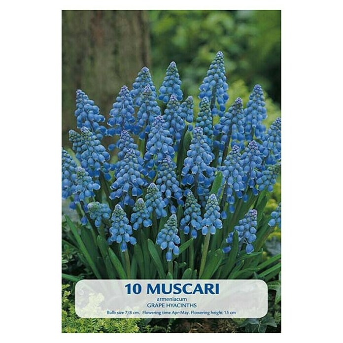 Lukovice proljetnog cvijeća Budget Collection Muscari (Plava, Botanički ...