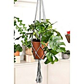 Piardino Fensterblatt Monstera 'Minima' (Monstera delociosa 'Minima ...