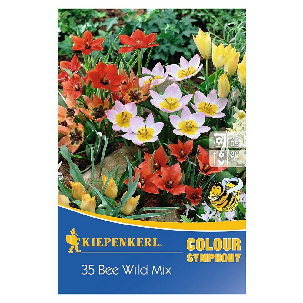 Kiepenkerl Blumenzwiebeln Bee Wild Mix - Tulipa in Arten, 35 Stk ...