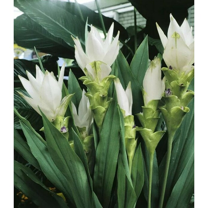 Piardino Raíz de azafrán (Curcuma alismatifolia, Tamaño de maceta: 17 ...