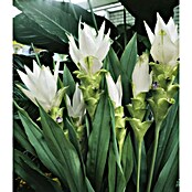 Piardino Raíz de azafrán (Curcuma alismatifolia, Tamaño de maceta: 17 ...