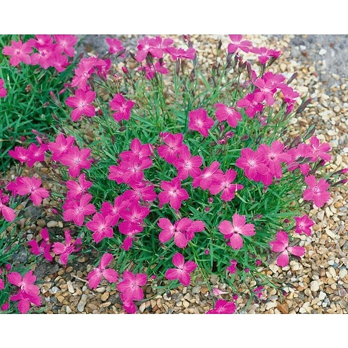 Piardino Clavel del poeta (Dianthus Kahori, Tamaño de maceta: 25 cm ...