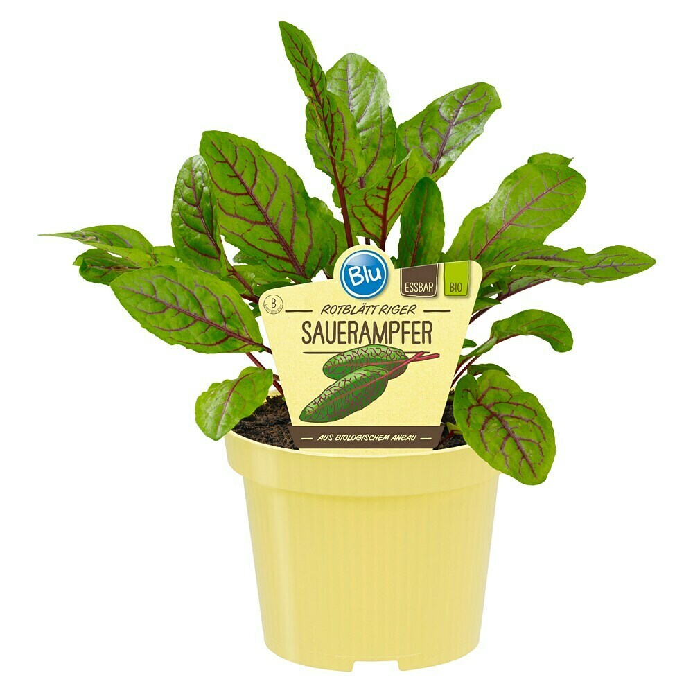 Blu Bio Sauerampfer Rotblättrig kaufen