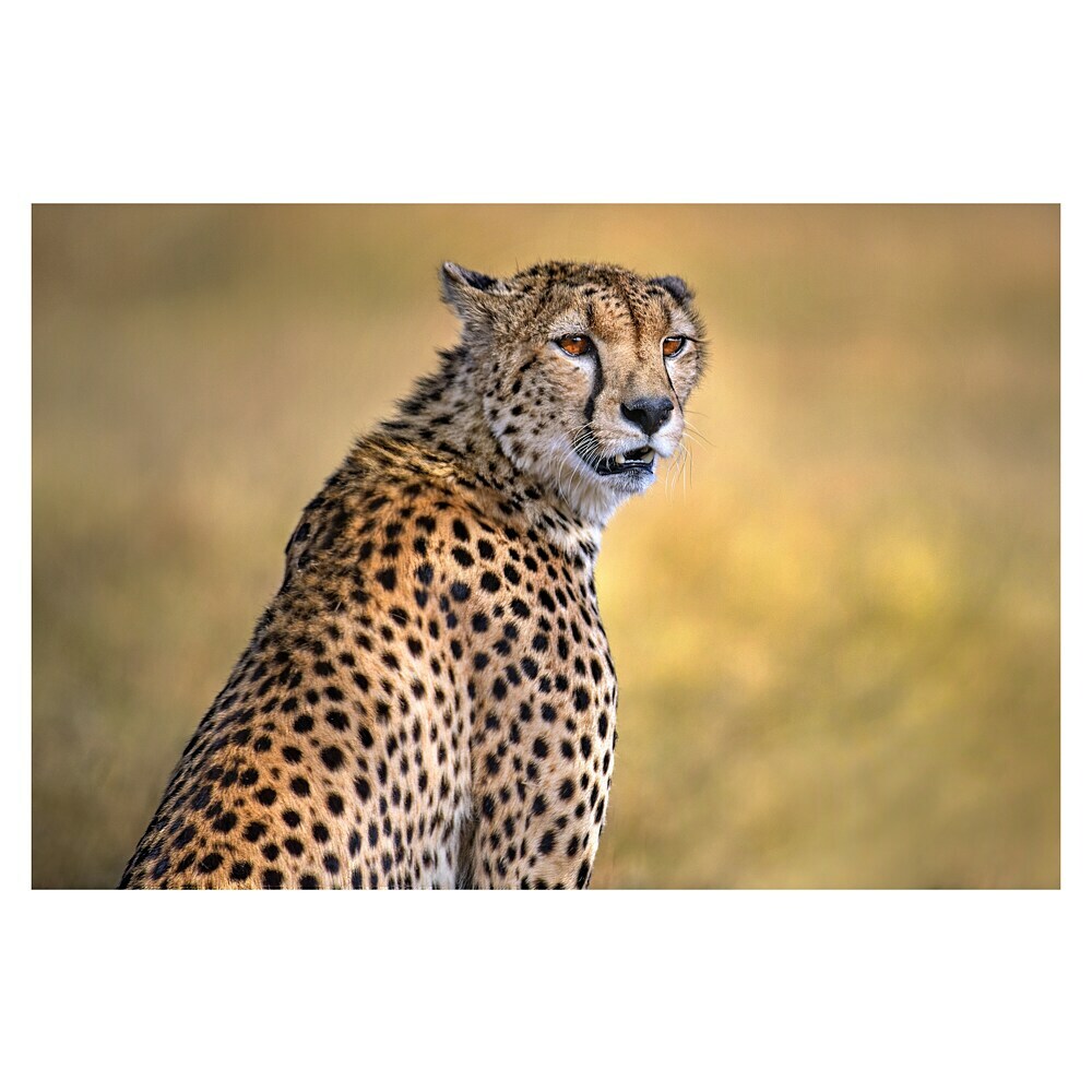 Papermoon Premium collection Fototapete Gepardportrait kaufen