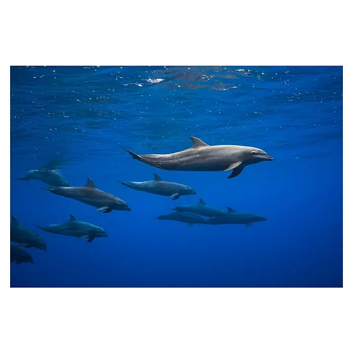 Papermoon Premium collection Fototapete Delphine I kaufen