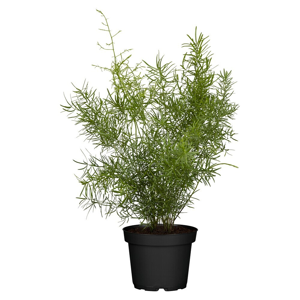 Piardino Zierspargel - Asparagus Hybriden, Topfgröße: 12 cm online ...