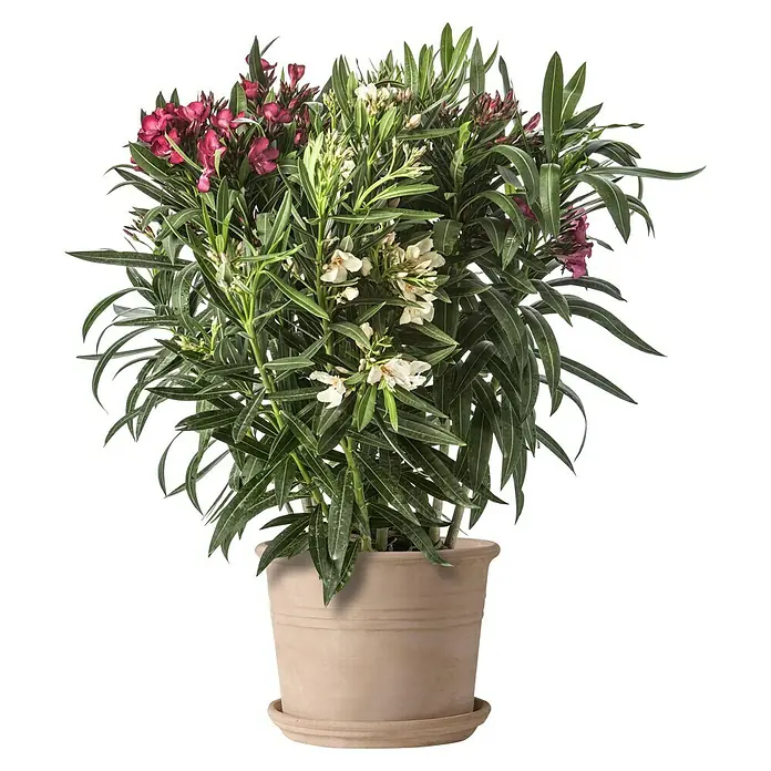 Oleander Als Zimmerpflanze