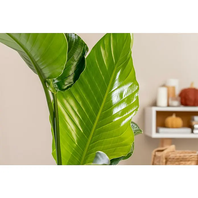 Baumstrelitzie - Strelitzia nicolai, Topfgröße: 23 cm online kaufen bei ...