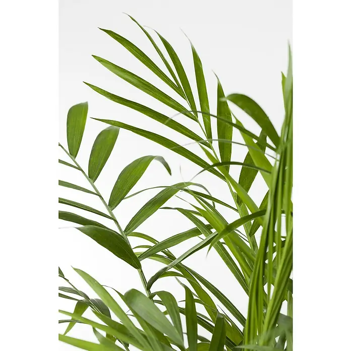 Bergpalme - Chamaedorea elegans online kaufen bei BAUHAUS