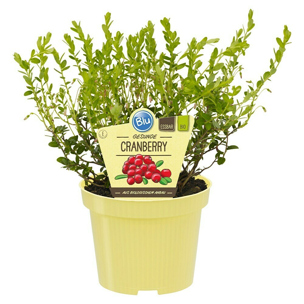 Blu Bio Cranberry kaufen