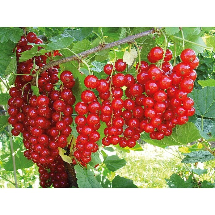 Piardino Crni ribizl (Ribes rubrum "Crveni", Berba: Srpanj) | BAUHAUS