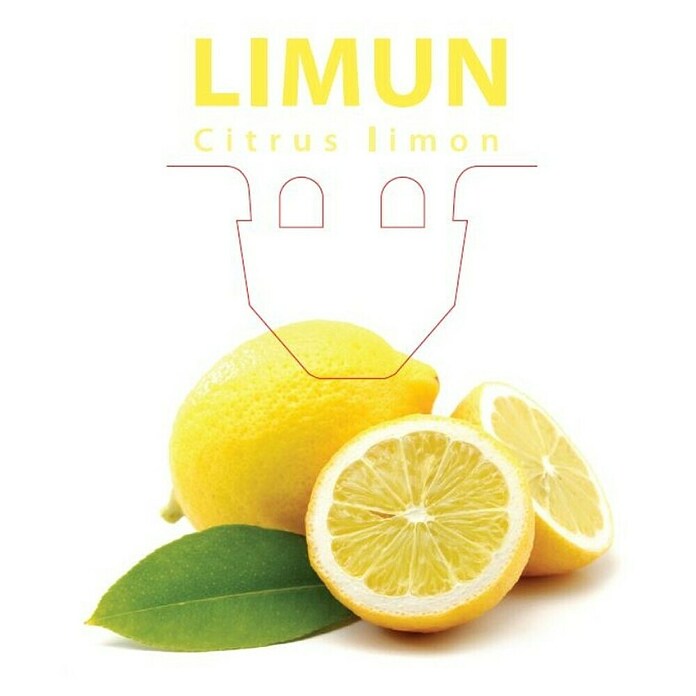 Piardino Stablo limuna (Citrus limon) | BAUHAUS