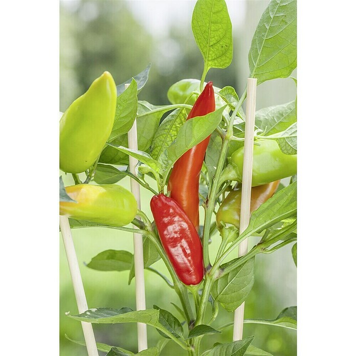 Blu Bio Chili Snack (Capsicum anuum, 12 cm, Erntezeit: Juli - September ...