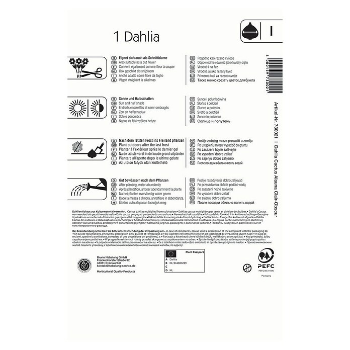 Kiepenkerl Lukovice proljetnog cvijeća Dalija Alauna Clair-Obscur ...
