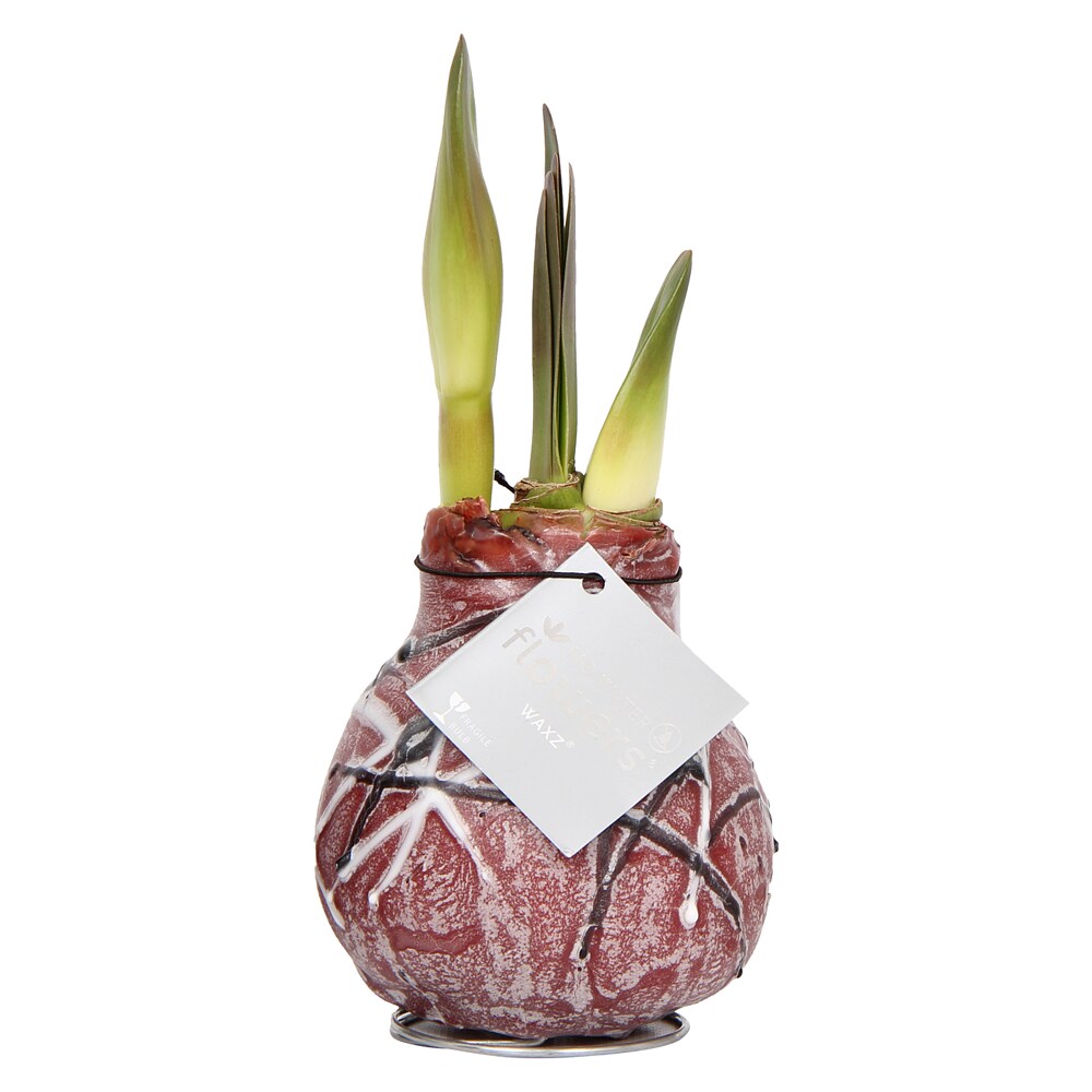 Piardino Amaryllis Waxz® van Gogh - Hippeastrum x Hybrid, Blütenfarbe ...
