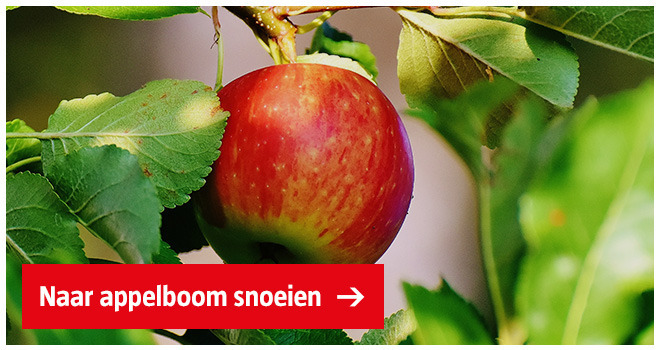 Snoeikalender BAUHAUS | BAUHAUS