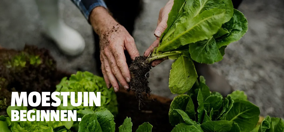Eigen moestuin beginnen | BAUHAUS