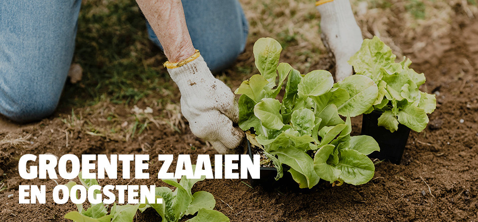 Groente zaai- en oogstkalender | BAUHAUS