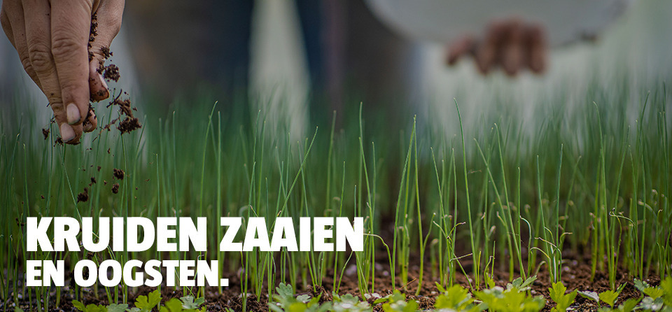 Kruiden zaai- en oogstkalender | BAUHAUS