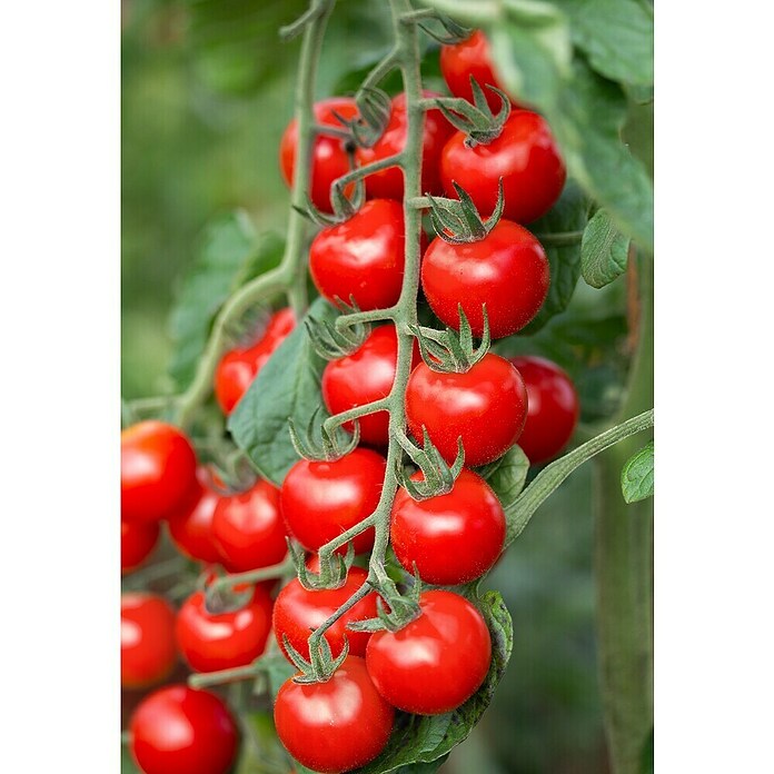 Cherrytomate Bio veredelt (Lycopersicon esculentum, 12 cm, Erntezeit ...