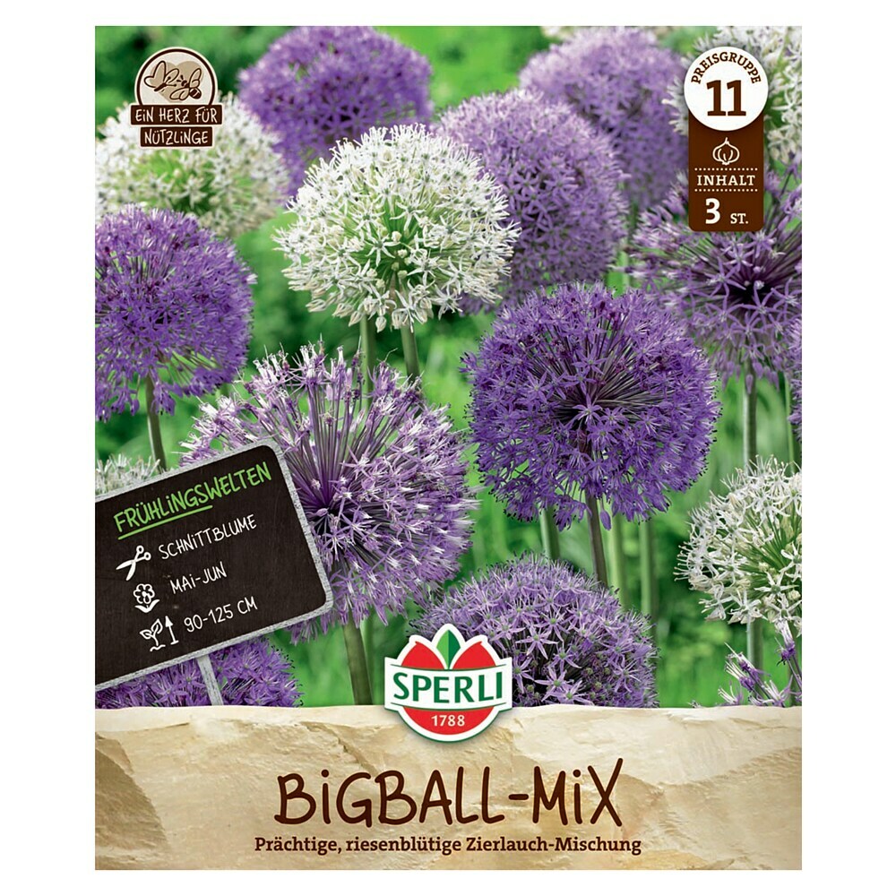 Sperli Blumenzwiebeln Maxi Großblumiger Zierlauch Mischung - Allium x ...
