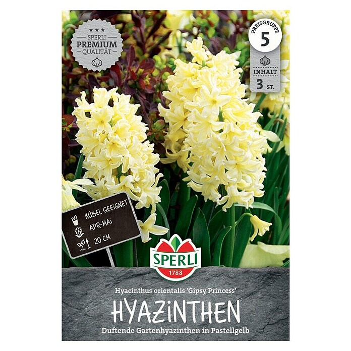 Blumenzwiebeln (Hyacinthus orientalis, 3 Stk.) | BAUHAUS