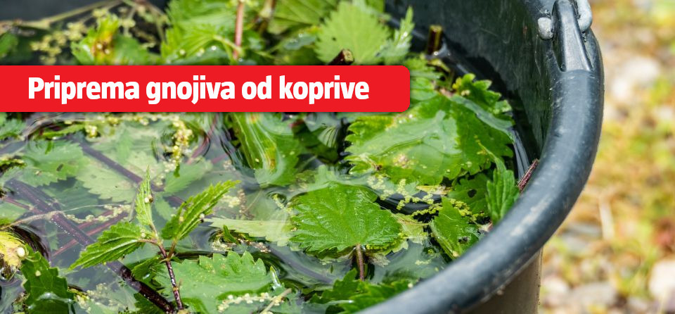 Priprema gnojiva od koprive: Prirodni poticaj za vaš vrt | BAUHAUS