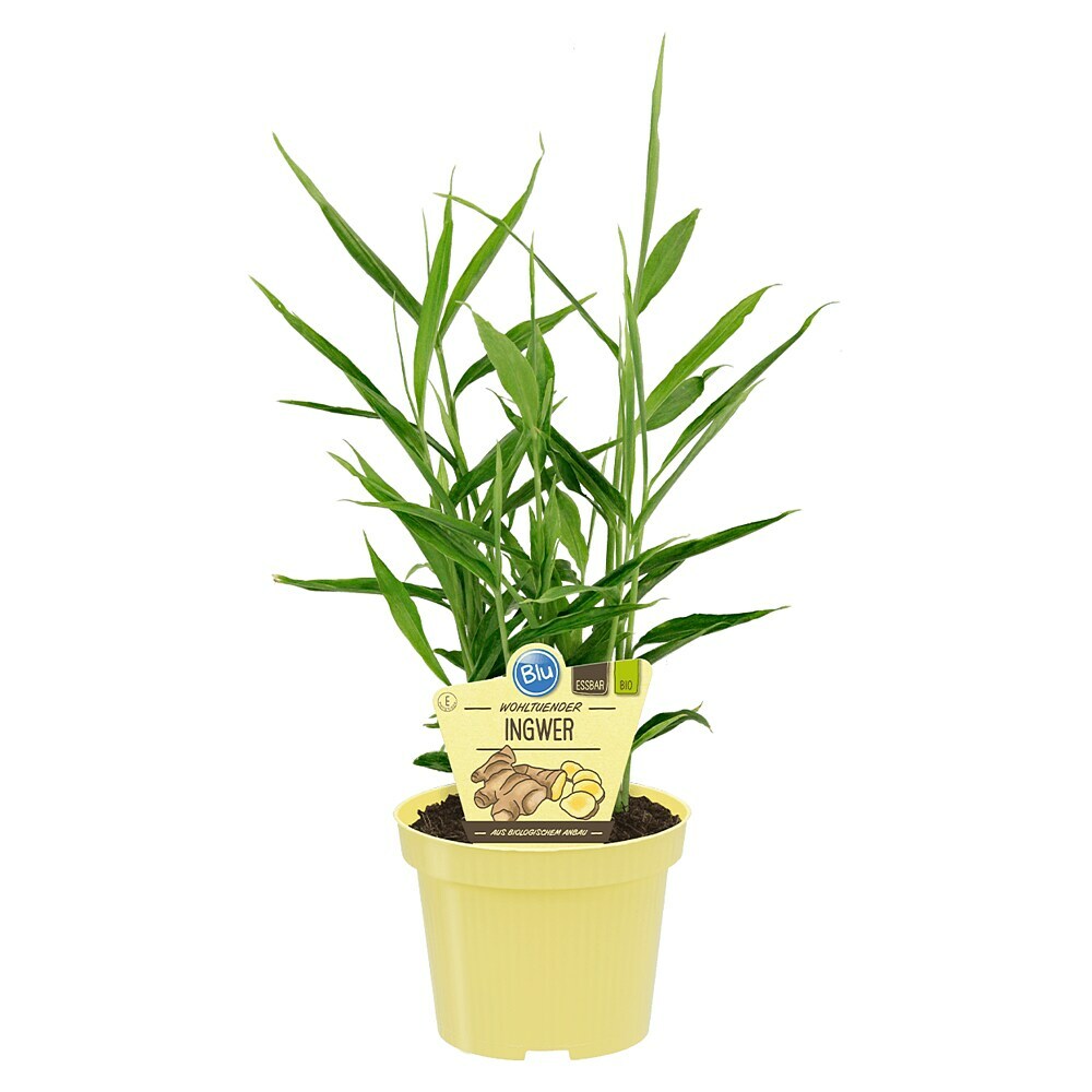 Blu Bio Ingwer - Zingiber officinale, Topfgröße: 12 cm online kaufen ...