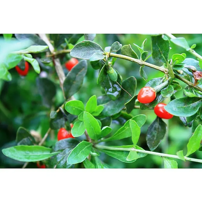 Goji Beere Pflanze Kaufen