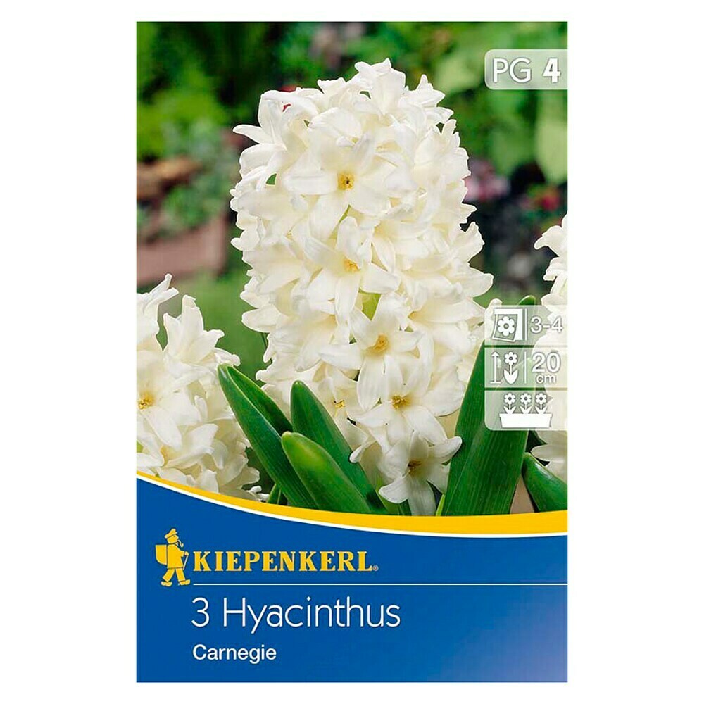 Frühlingsblumenzwiebeln Hyazinthe 'Carnegie' kaufen