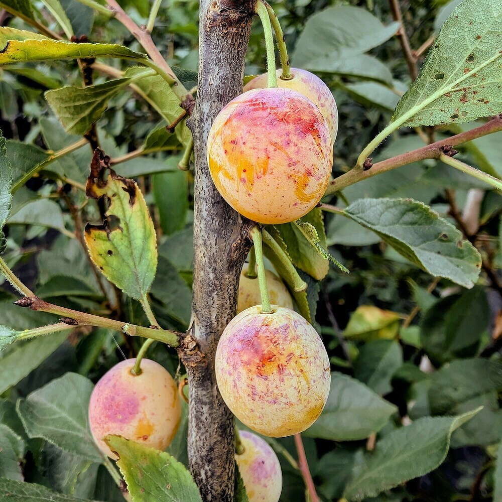 Mirabellenbaum - Prunus domestica ‘Nancy Mirabelle’, 10 l, Erntezeit ...