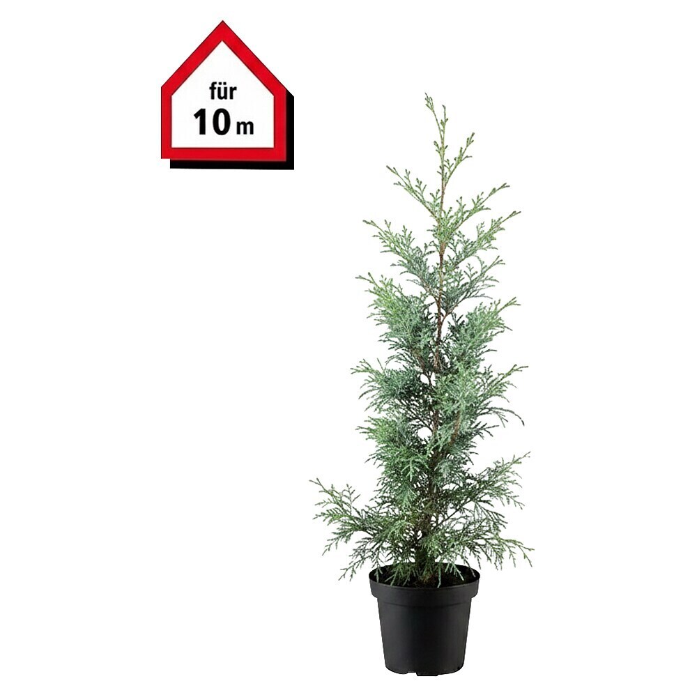 Zypresse Kaufen 150 Cm