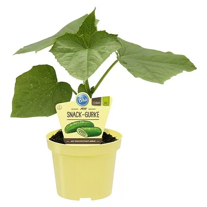Blu Bio Snack-Gurke online kaufen bei BAUHAUS