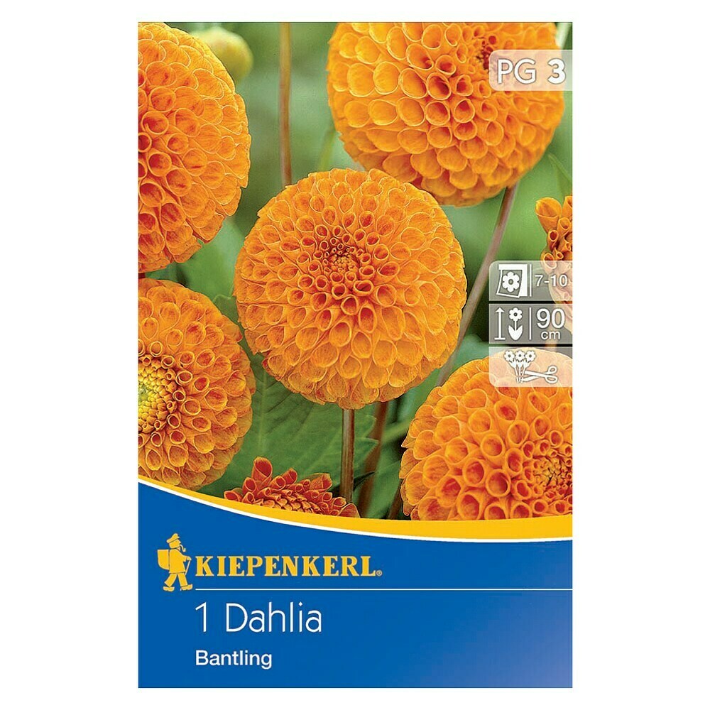 Kiepenkerl Herbstblumenzwiebeln Pompon-Dahlien kaufen