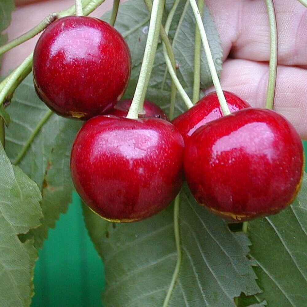 Süßkirschbaum Stella Compact - Prunus avium online kaufen bei BAUHAUS