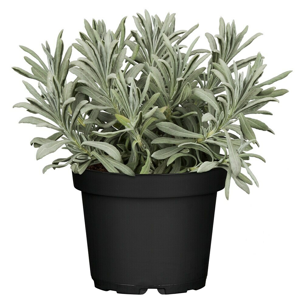 Piardino Lavendel 'Essence Purple' - Lavandula angustifolia, Topfgröße ...