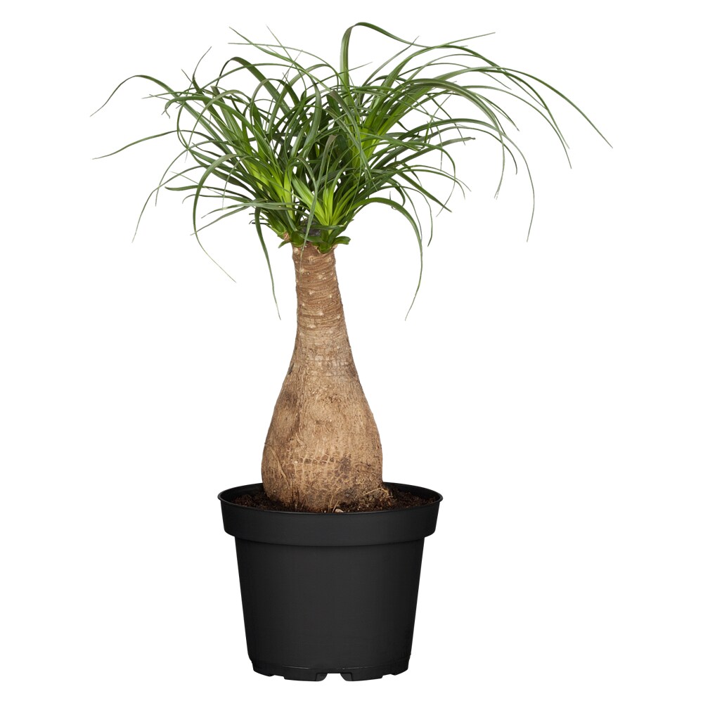 Piardino Elefantenfuß - Beaucarnea recurvata 'Maya Tree', Topfgröße: 27 ...