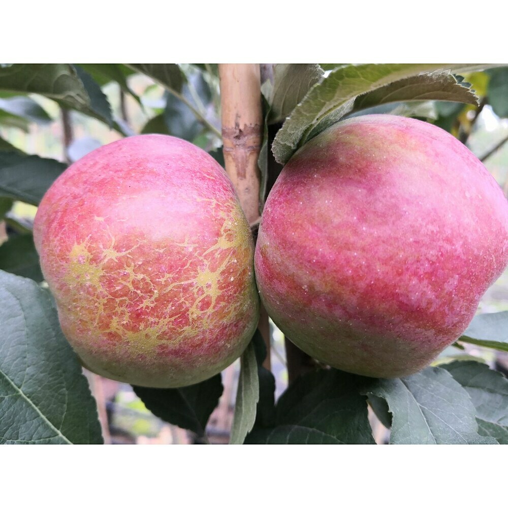 Apfelbaum - Malus domestica 'Idared', Erntezeit: Oktober online kaufen ...