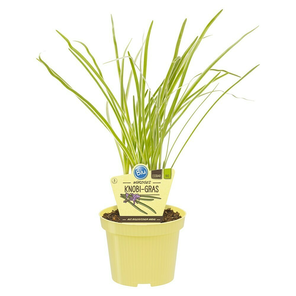 Blu Bio Knoblauch Gras kaufen