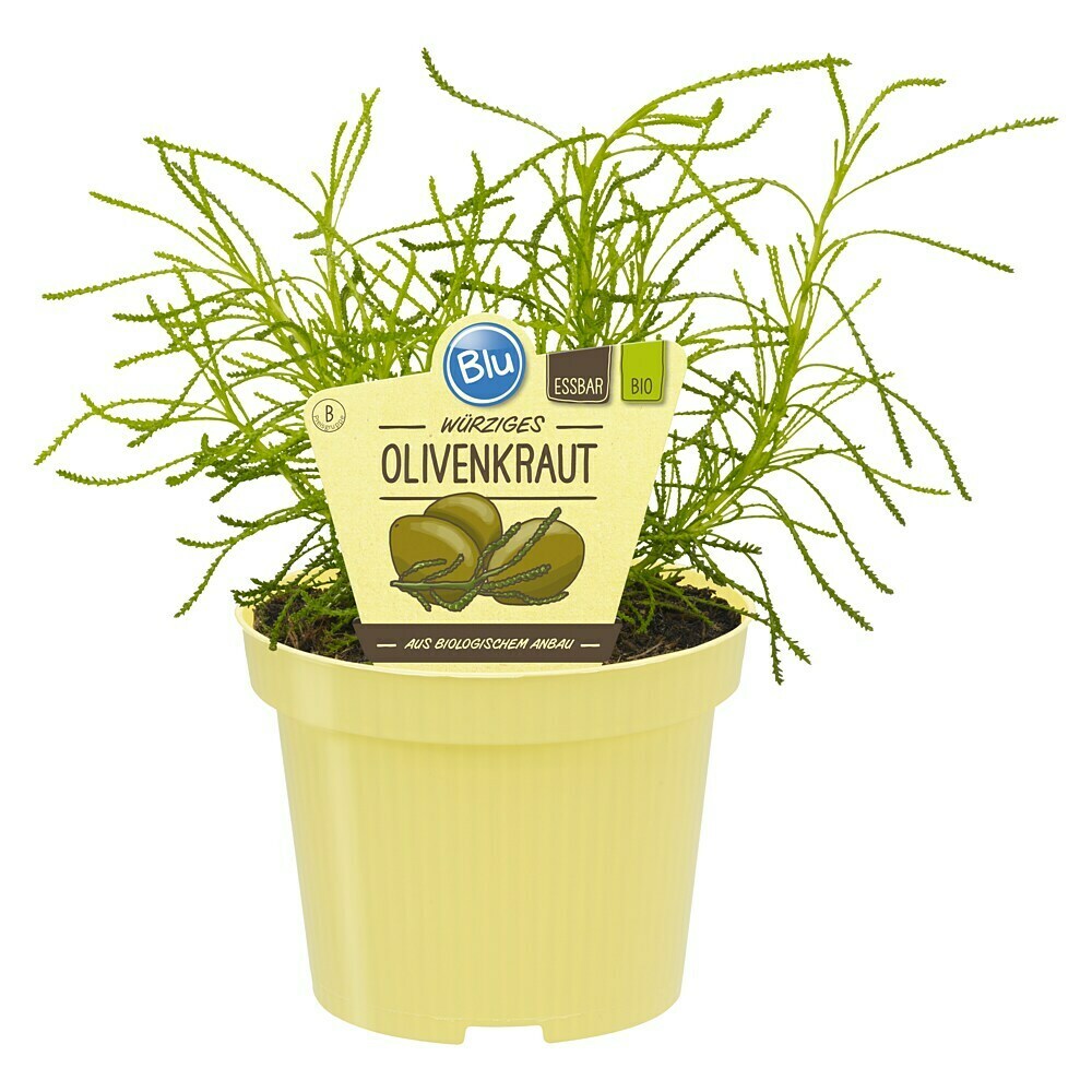 Blu Bio Olivenkraut kaufen