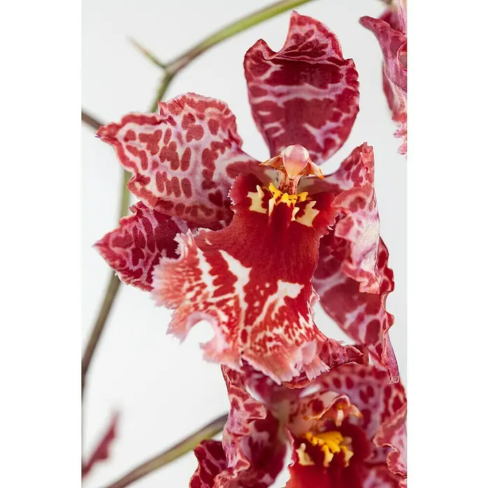 Piardino Cambria-Orchidee - Cambria, Topfgröße: 12 cm, Gelb/Weiß/Orange ...