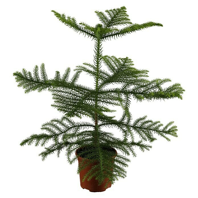 Piardino Zimmertanne (Araucaria heterophylla, Topfgröße: 17 cm) | BAUHAUS