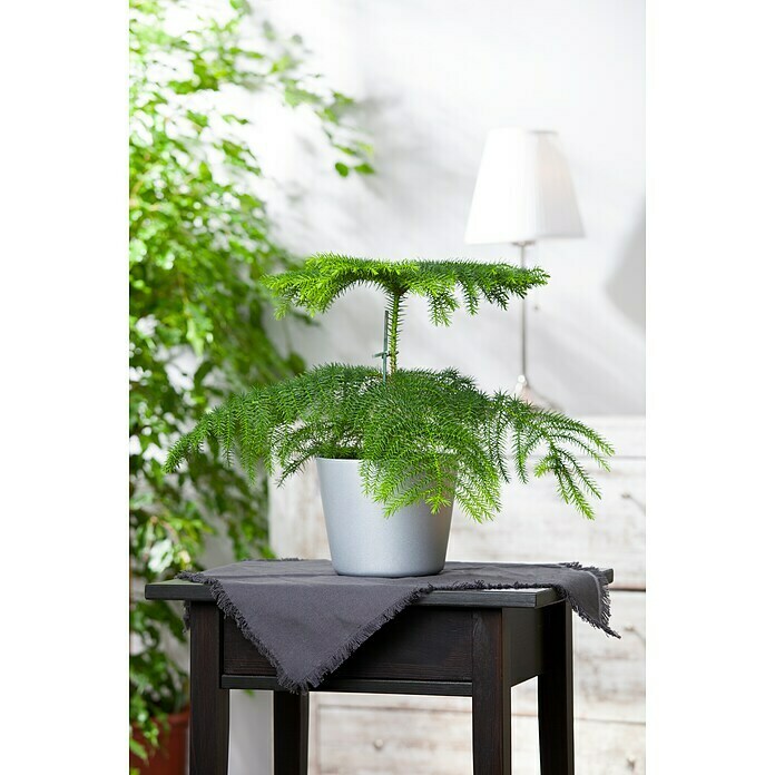 Piardino Zimmertanne (Araucaria heterophylla, Topfgröße: 17 cm) | BAUHAUS