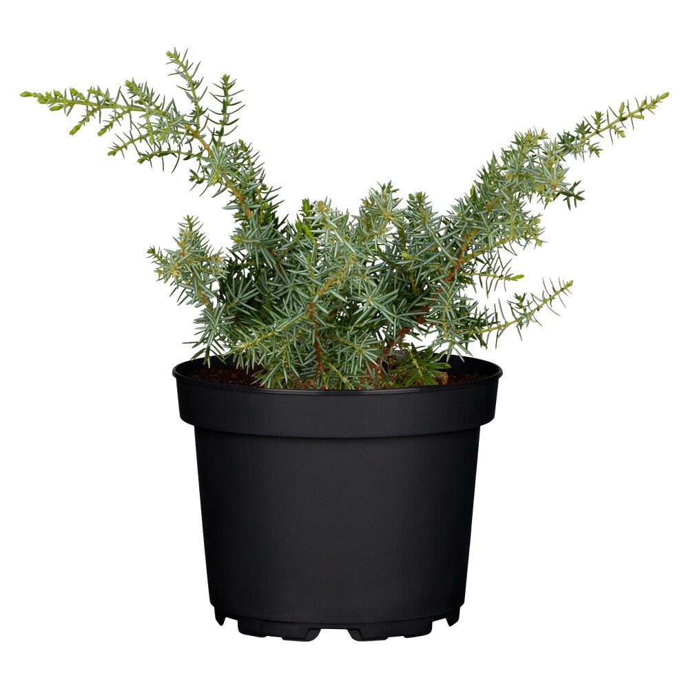 Blu Bio Wacholder kaufen