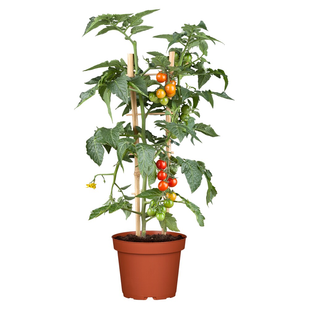 Piardino Strauchtomate Bio - Solanum lycopersicum 'Purpelboy ...